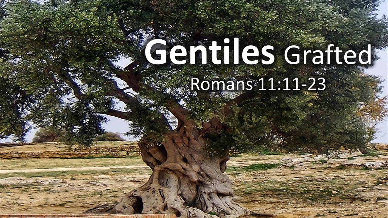 Gentiles Grafted In (Romans 11:11-23) - YouTube