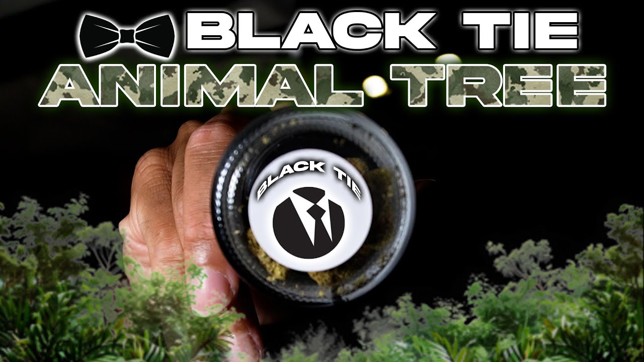 BLACK TIE ANIMAL TREE HAD ME ZOOTED!! - YouTube
