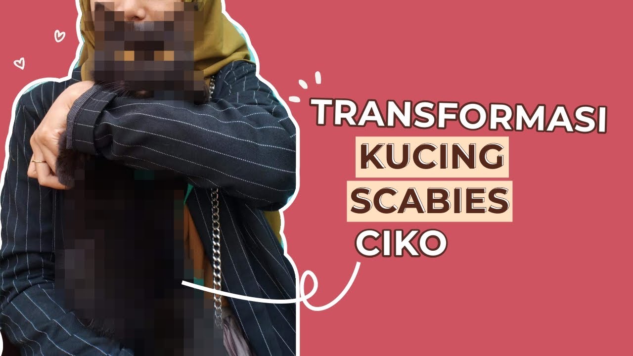 PERUBAHAN CIKO KUCING SCABIES PARAH | TEMAN KUCING - YouTube