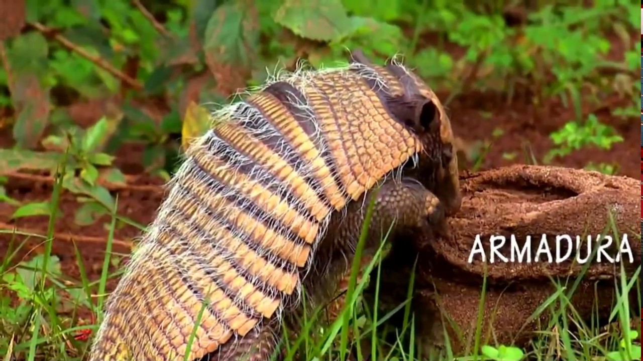 Tatu Peba é "Bicho da Nossa Terra" - YouTube