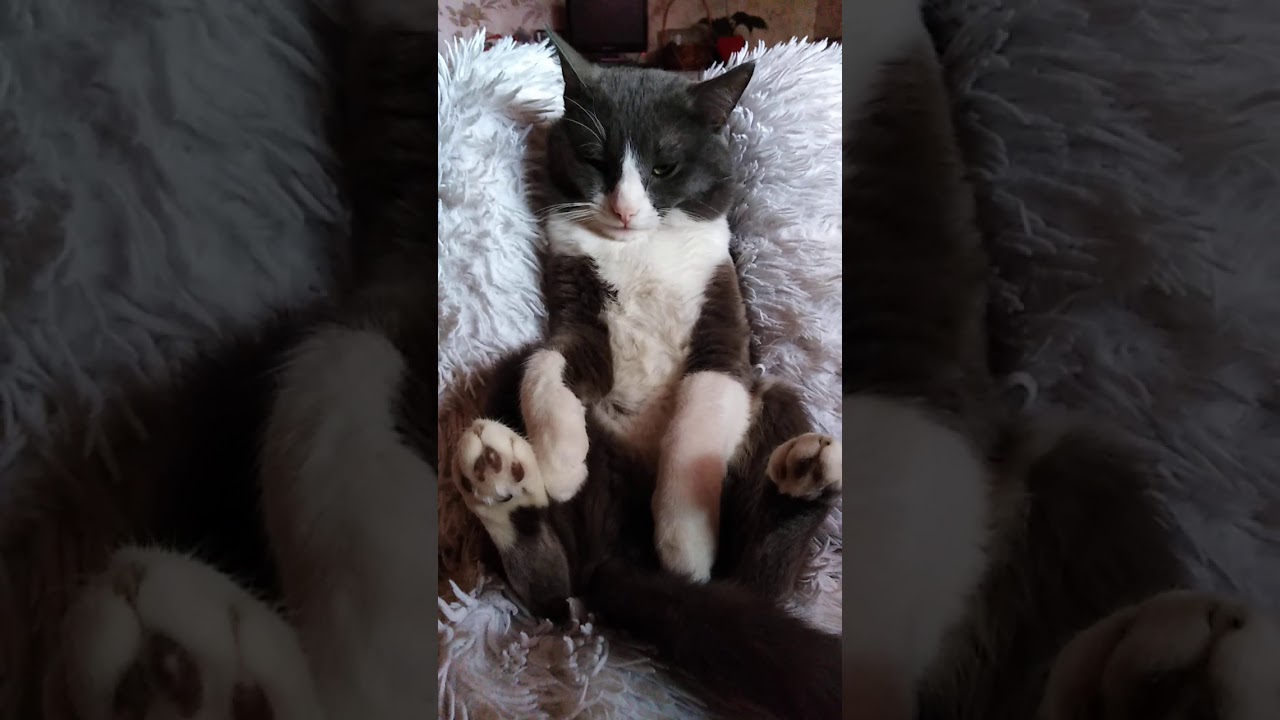 Милый котик Youtube