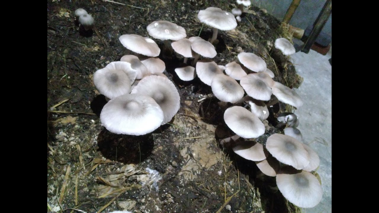 Paddy Straw Mushroom Cultivation | Composting Method - YouTube