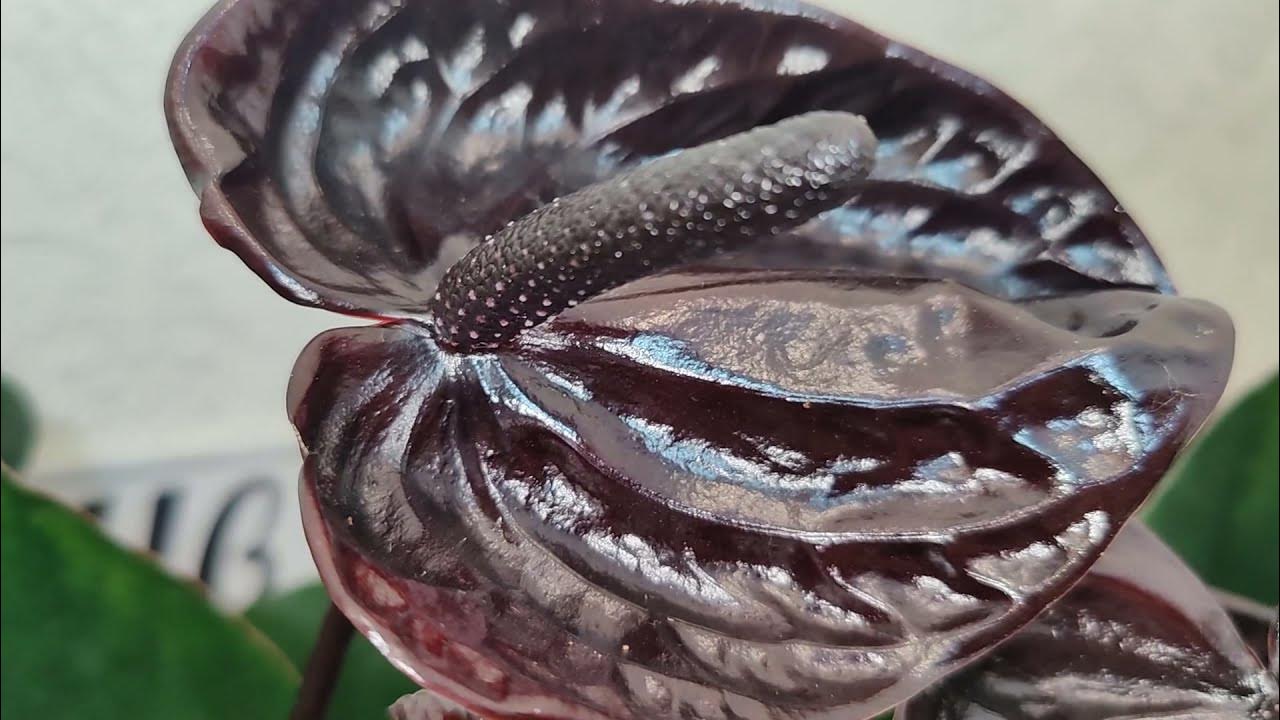 Anthurium Black Winner / Антуриум Блек Виннер / Черный Антуриум. Цветы ...