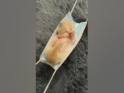 Acompanhe nossos vídeos para ficar por dentro das novidades da Furry Paw Petz. - YouTube