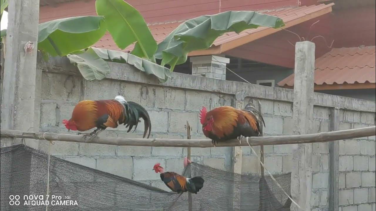 Ep41- qaib dib dub qua zoo kawg 03/01/2024 - YouTube