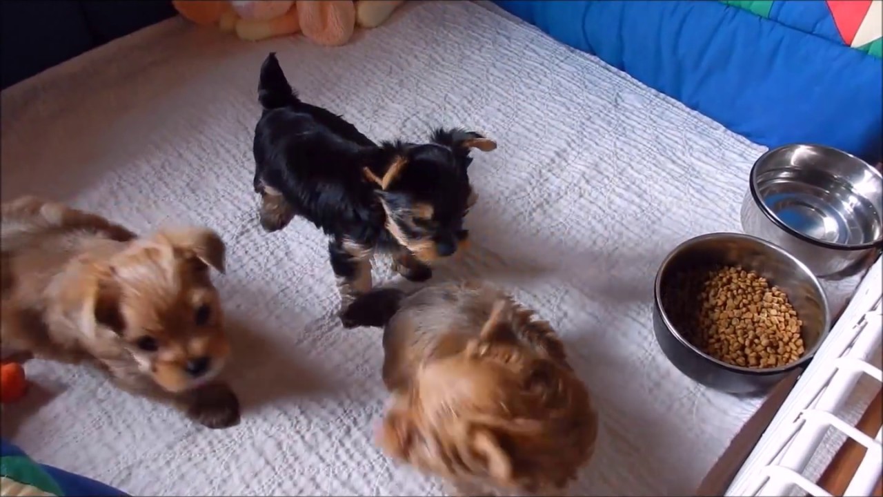 Yorkie puppies 6 weeks old - YouTube