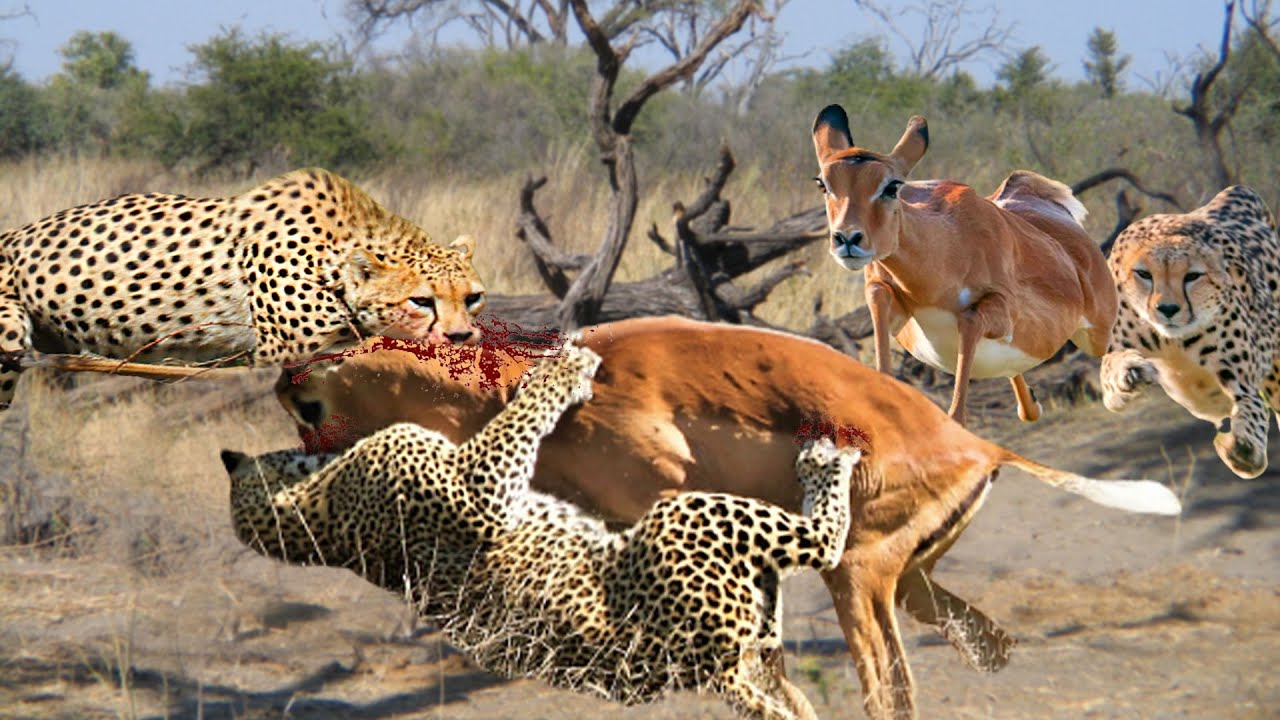 Cheetah Hunts And Kills An Impala To Survive - Cheetah Vs Impala - YouTube