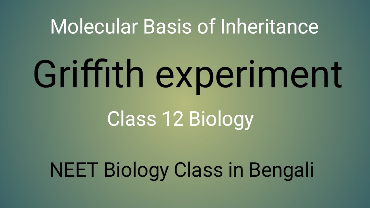 Molecular Basis of Inheritance|Griffith Experiment|Class 12 Biology in ...