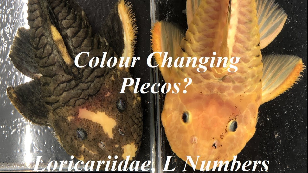 Plecos that change colour - L numbers (Loricariidae) - YouTube