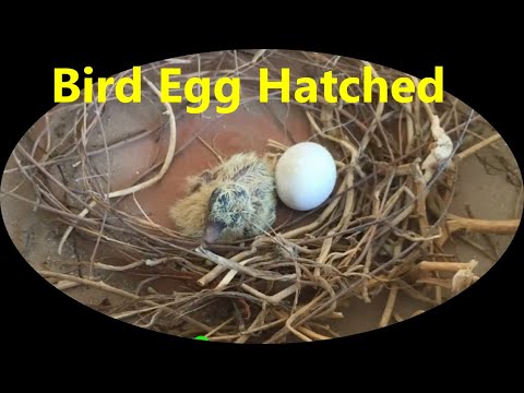 Laughing Dove egg hatched in our balcony | Baby bird hatching - YouTube