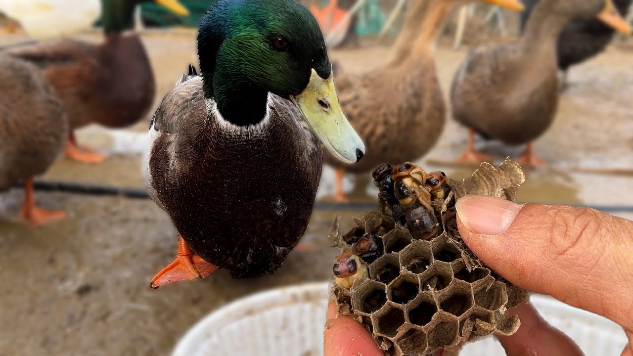말벌집 뜯어서 오리 먹이로 줘버리기 Break down wasps nest and feed them to ducks. - YouTube