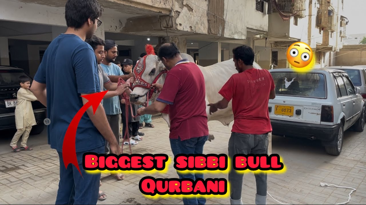 Giant sibbi qurbani 😱 || professional Qasai😎 - YouTube