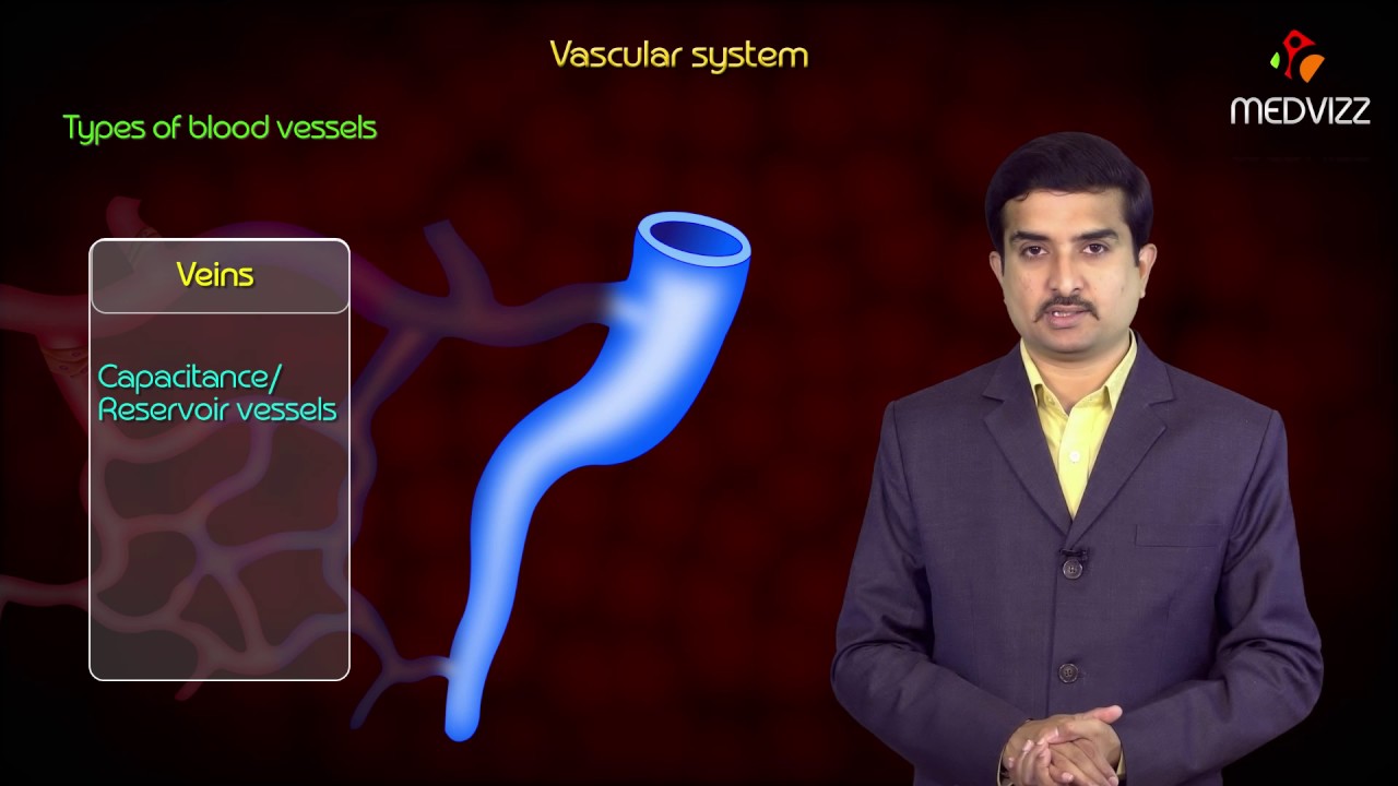 Types of Blood vessels - Arteries , Arterioles , Capillaries , Venules ...