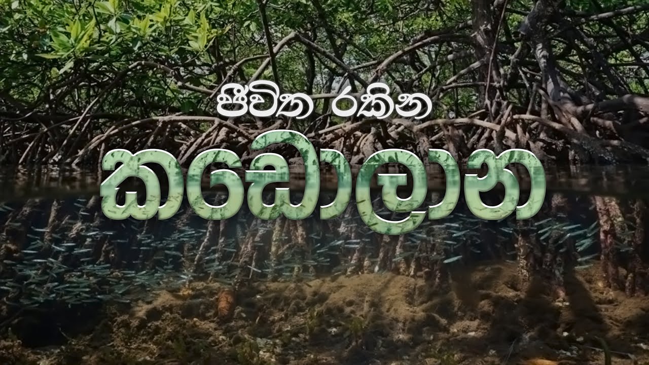 අන්තර්ජාතික කඩොලාන පරිසර පද්ධති සංරක්ෂණ දිනය 2025 | Haritha TV ...