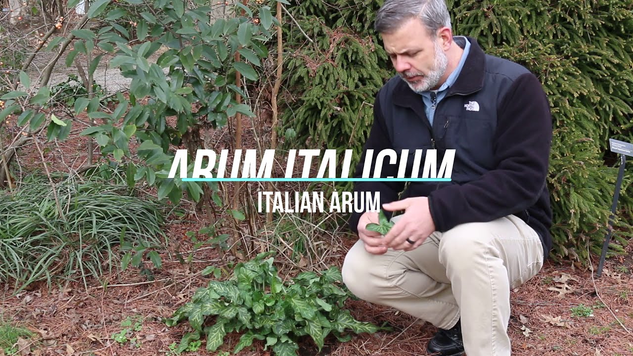 Italian arum (Arum italicum) - Plant Identification - YouTube