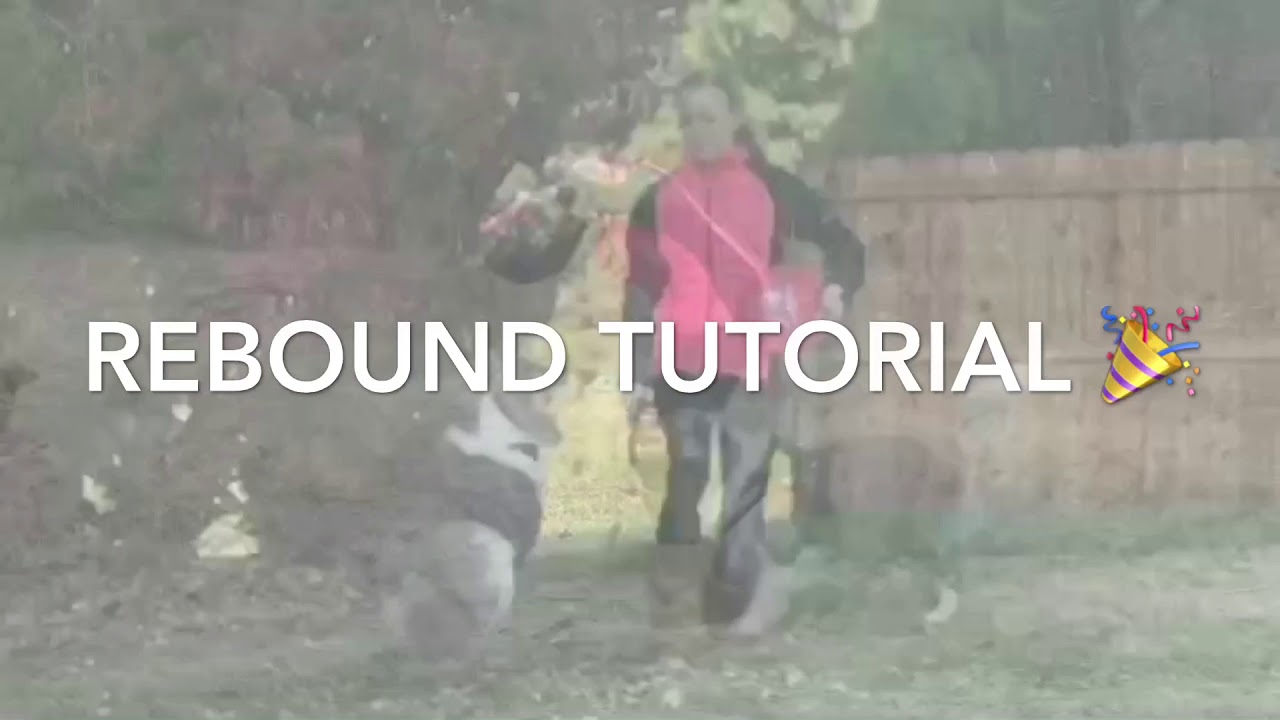 Rebound tutorial- advanced tricks for dogs - YouTube