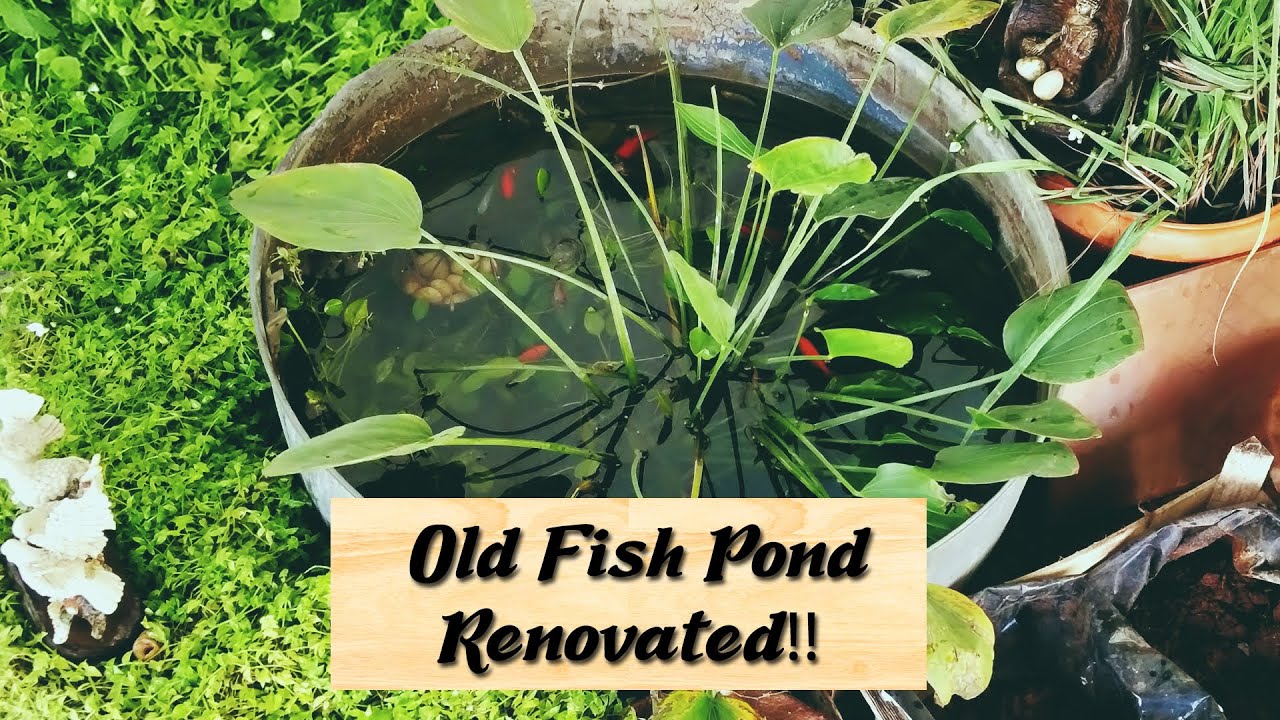 Terrace Fish Pond! - YouTube