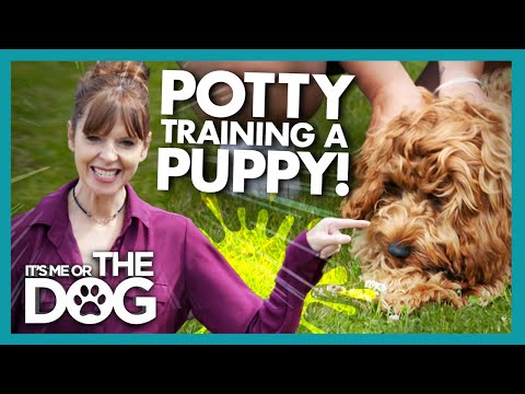 How to Potty Train a Your Messy Puppy! | It's Me or The Dog