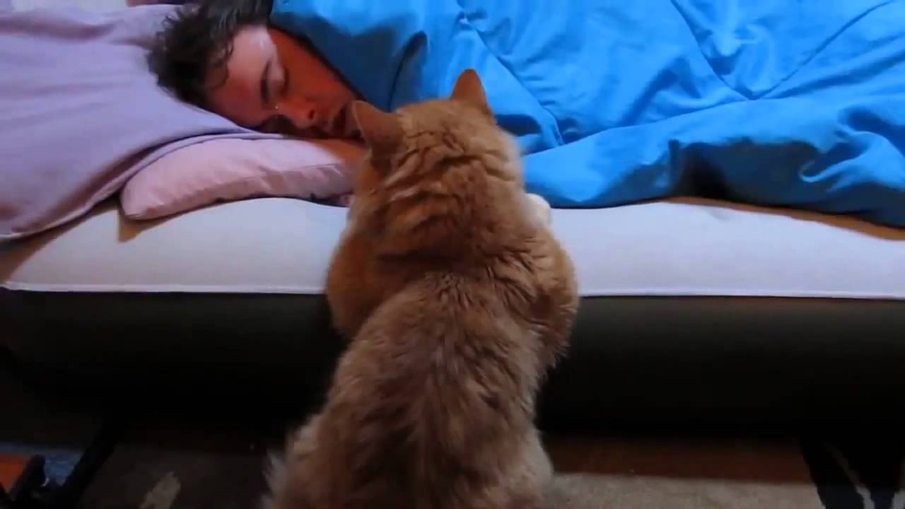 Cat guarding the sleep - YouTube