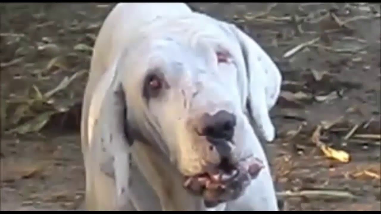 True Ancient Pakistani Bully Kutta Bully Dog Female - YouTube