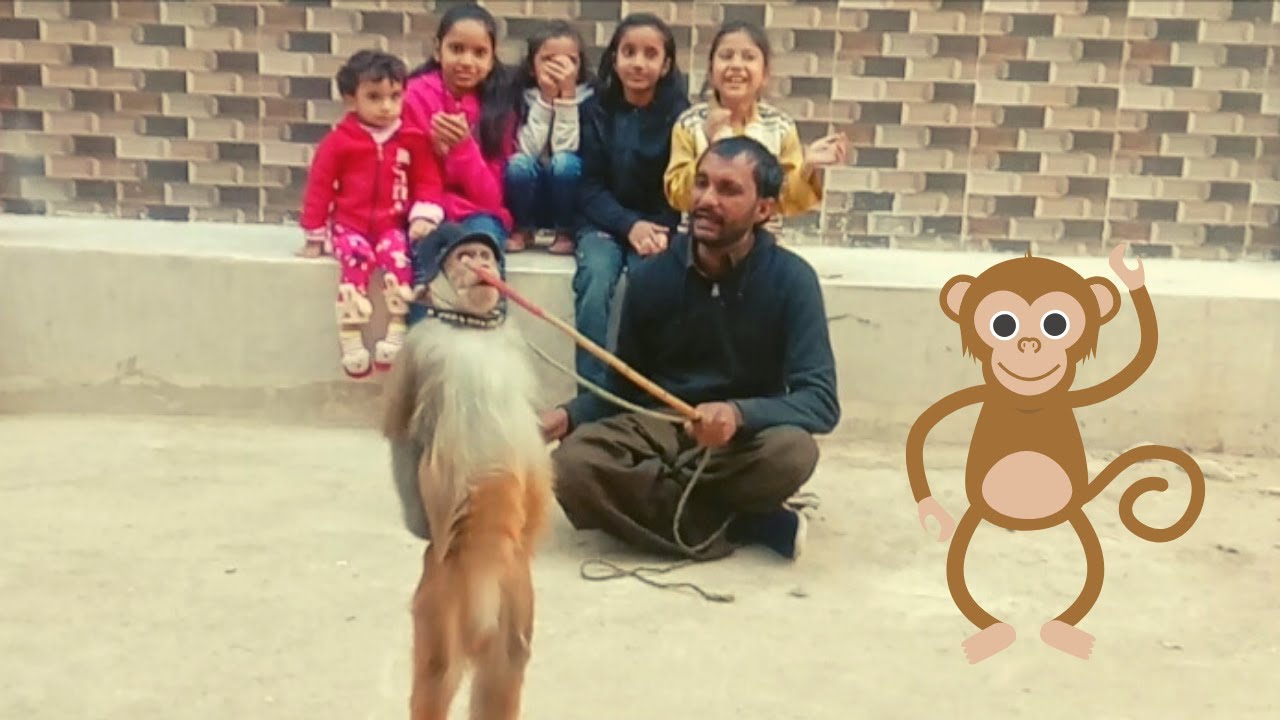 Funny Monkey Show for Kids - YouTube