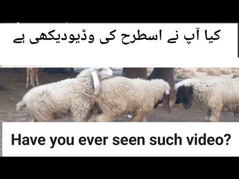 Animals attracting mates !!animal mating !!animals mating compilation ...