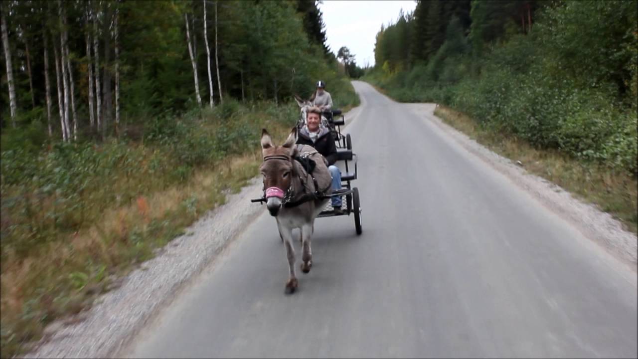 Donkey driving meeting - YouTube
