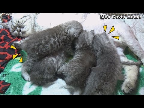 Kittens Fighting Over Their Mom's Milk | Kitten Fighting For Milk ...