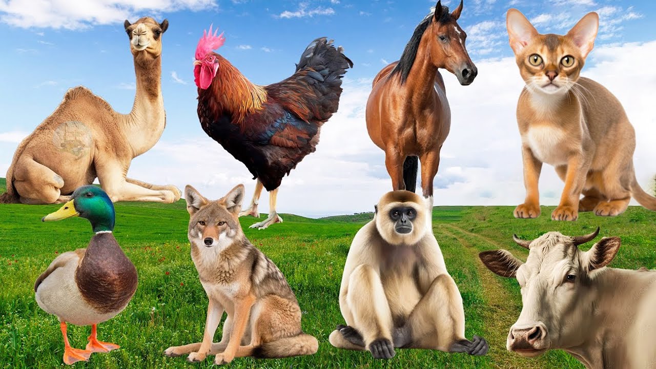 The Funniest Animal Sounds: Camel, Cougar, Wolf, Chicken, Horse, Gibbon ...