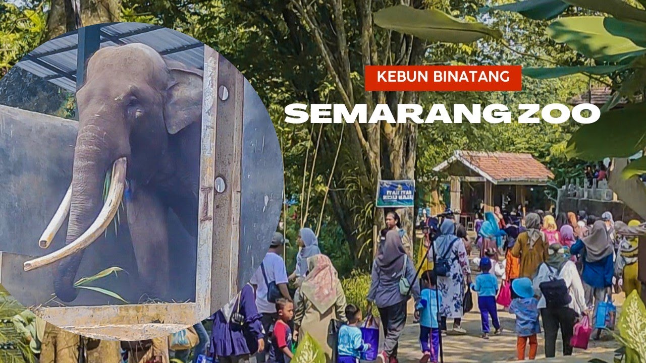 Wisata Semarang, Kebun Binatang Mangkang Semarang Zoo Terbaru - YouTube