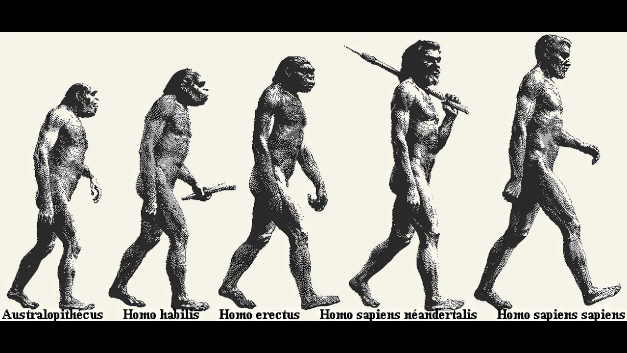 The Story of Human Evolution: From Primates to Modern Homo Sapiens ...