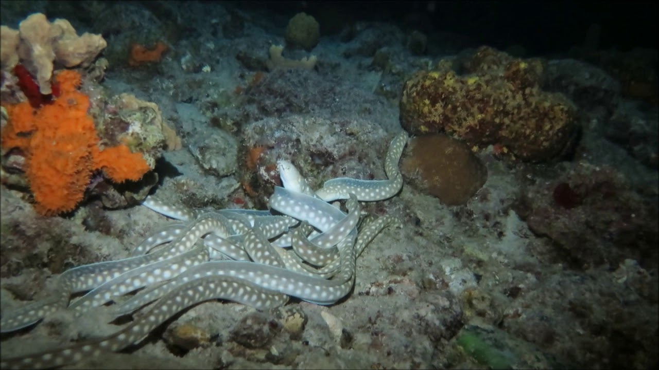 Sharptail Eels Spawning - YouTube