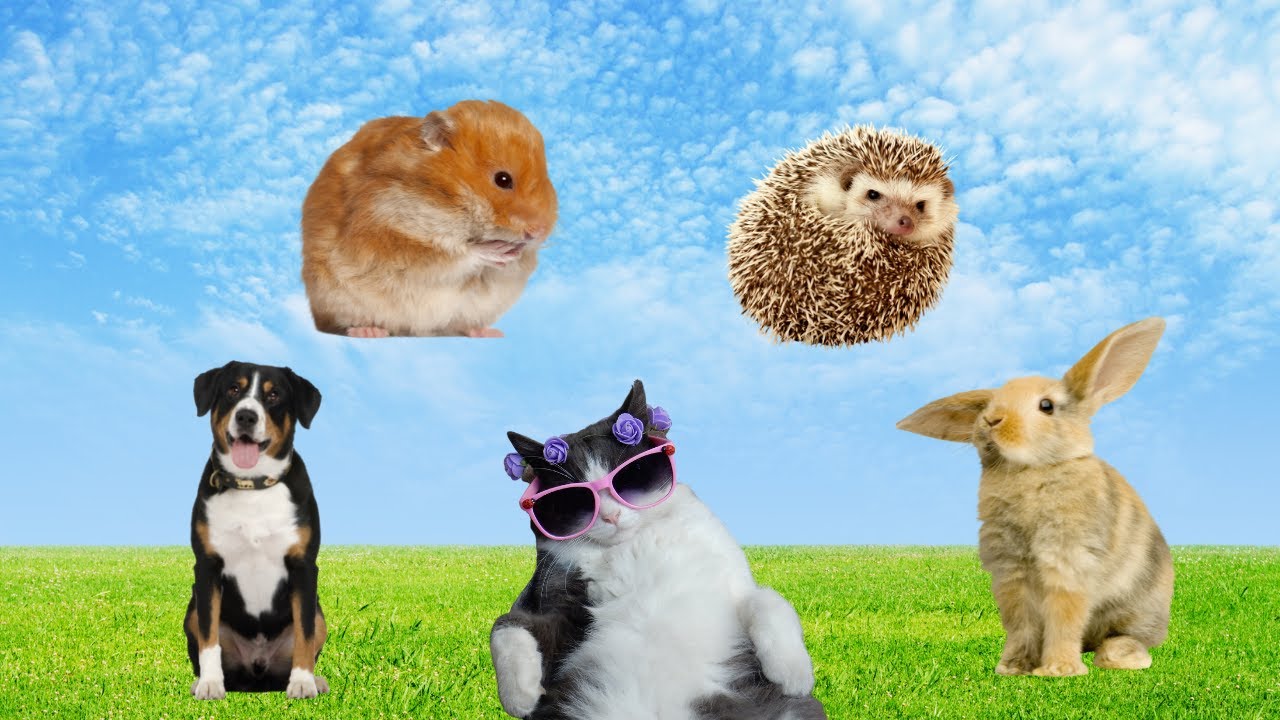 Compilation of Animals Sounds : Cat "meoow" & Dog "Guuk Guuk" - YouTube