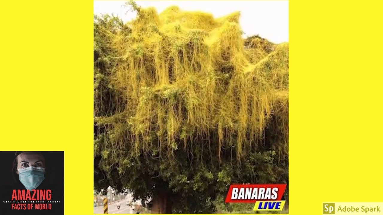 If You Ever See This Tree, Run Fast And Yell For Help ! | Plant ...