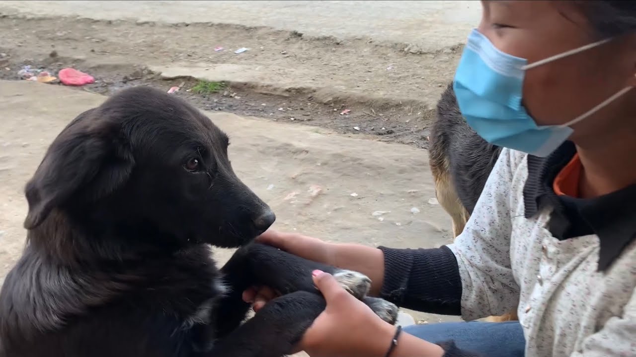 Meet The Cutest Street Dog: Happy, Rocky, and Their Little Hero Sagar!🐶 ...