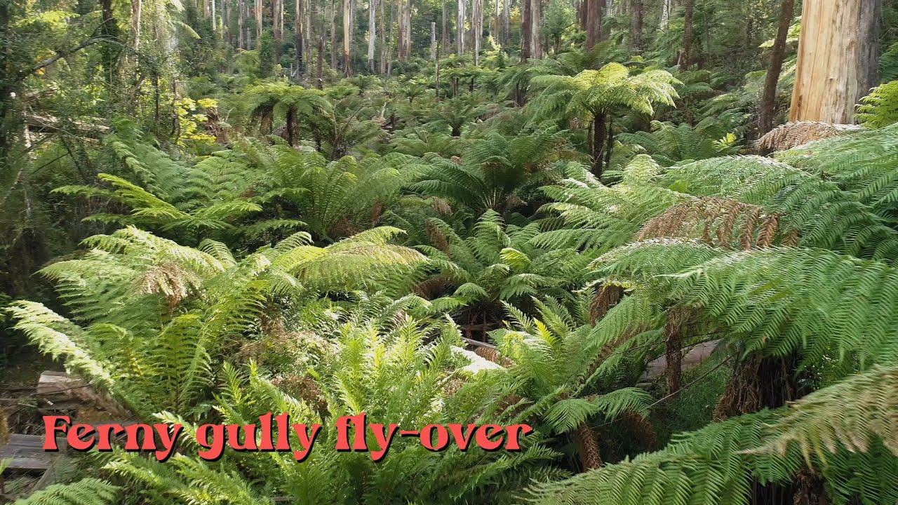 Ferny gully (drone) - YouTube