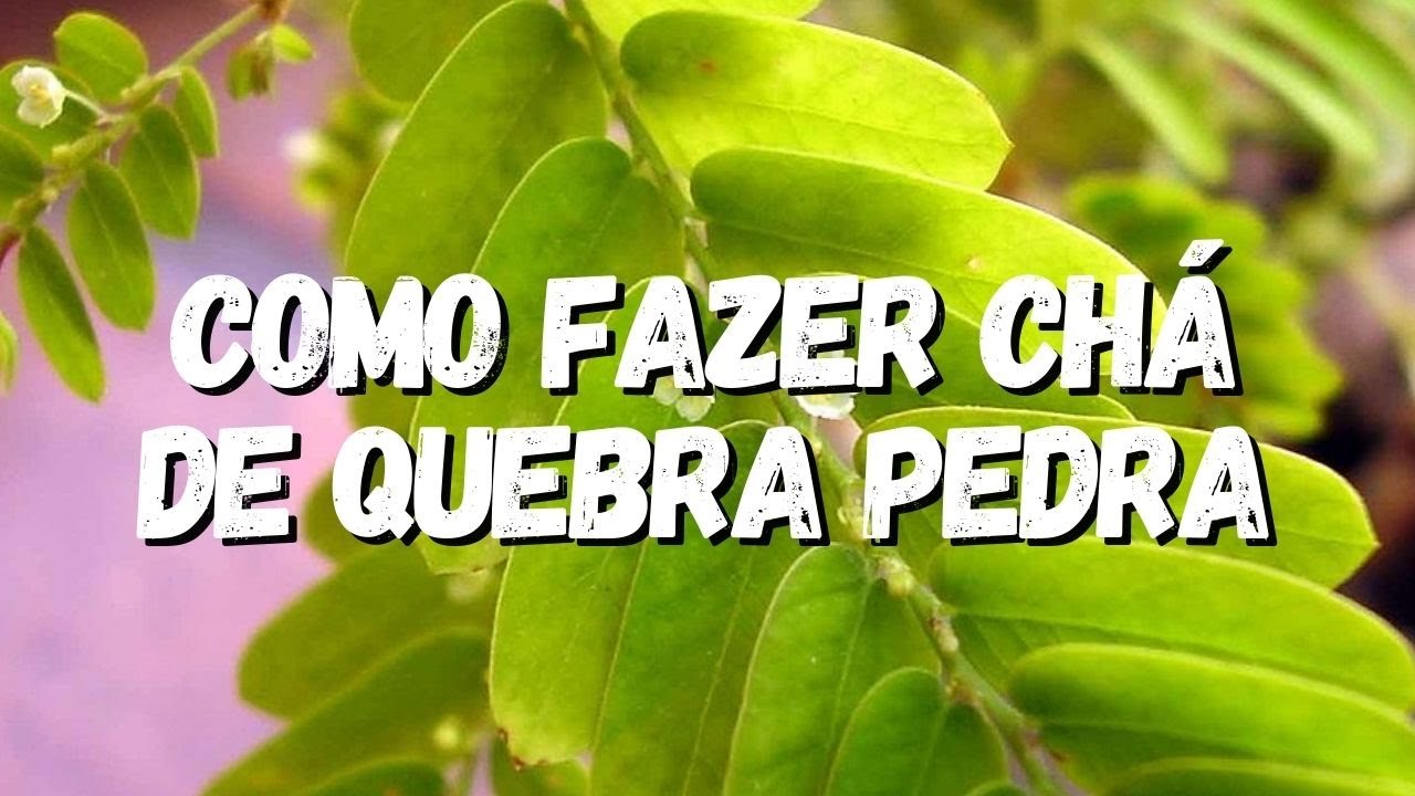 Como Fazer Chá de Quebra Pedra - YouTube
