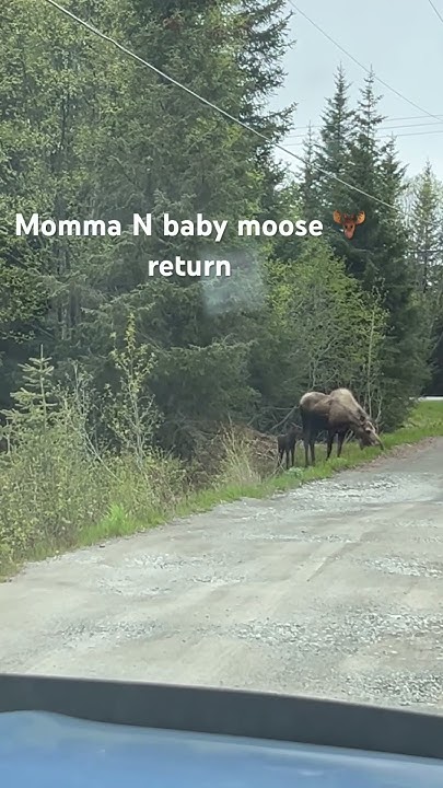 Momma N baby Moose return ️🫎 - YouTube