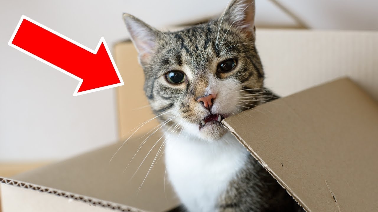 9 Weird Things Cats Do When They See Their Owners and Why? - YouTube