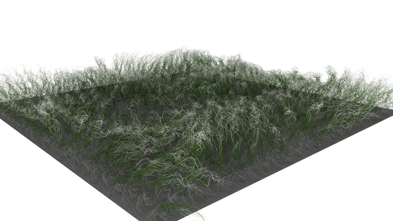 Dynamic Kans Grass creating with Maya 2022 nHair system(arnold renderer ...