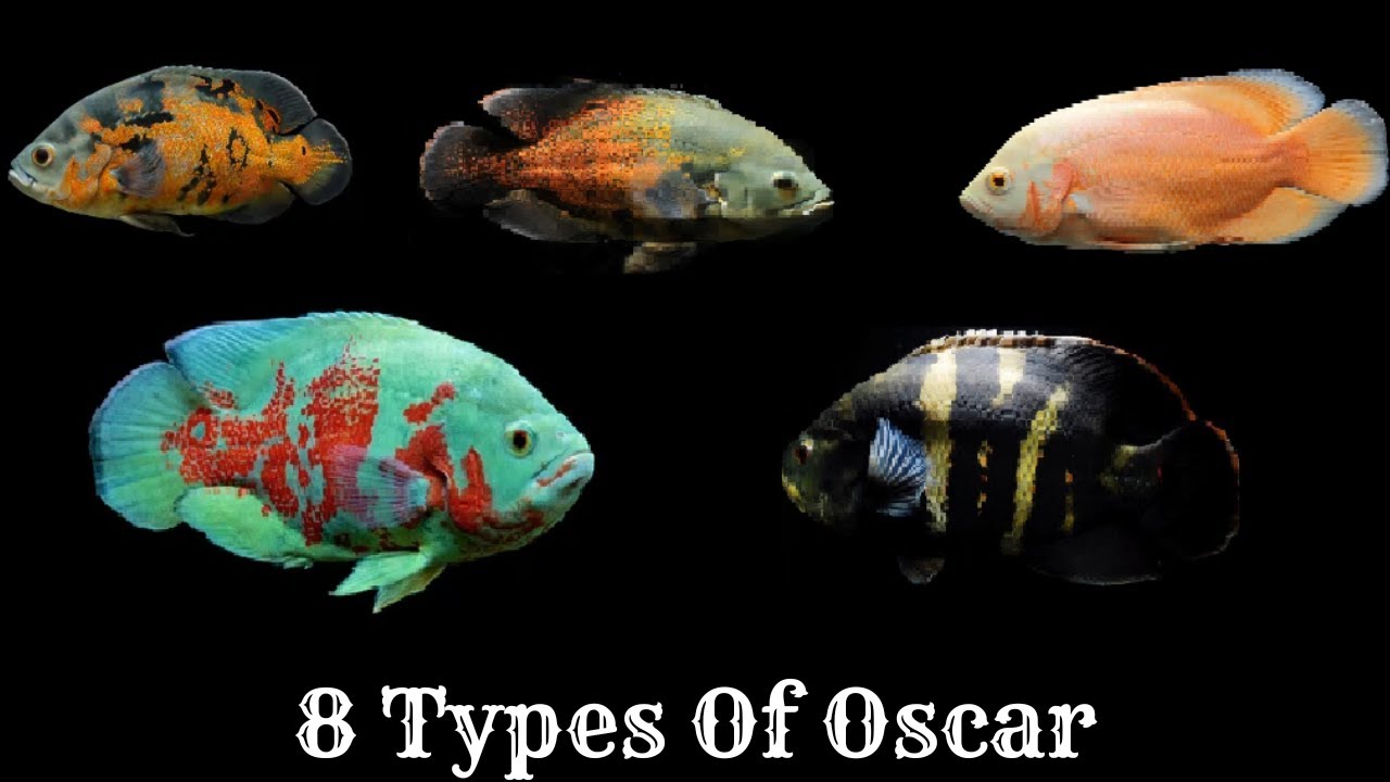8 Different Types of Oscar Fishes - YouTube