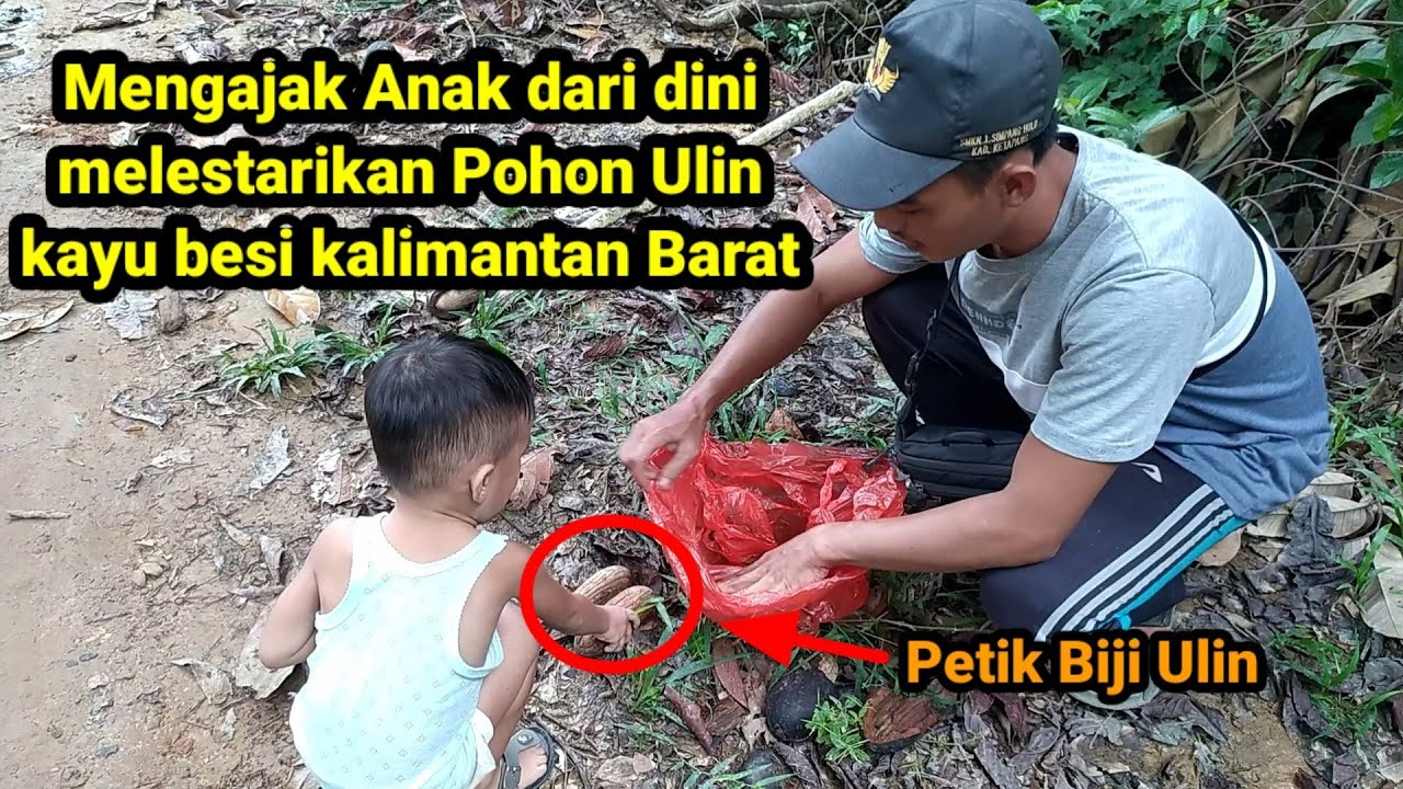 Lestarikan pohon ulin petik biji untuk disemai - YouTube