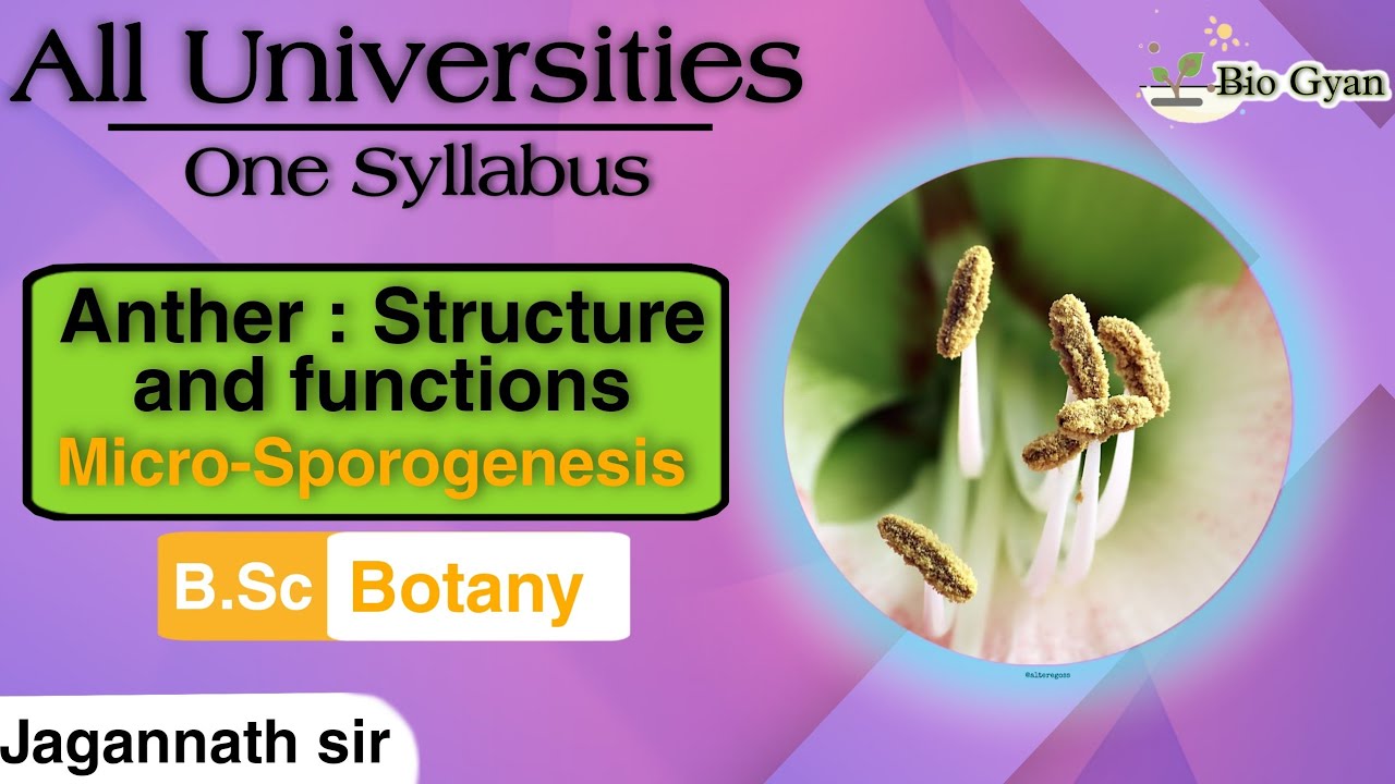 Anther: Microsporogenesis: Reproductive Biology of angiosperm - YouTube