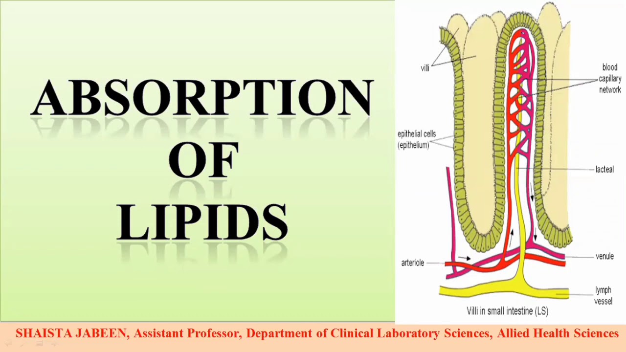 Absorption of Lipids in the Small Intestine | Digestion and Absorption ...