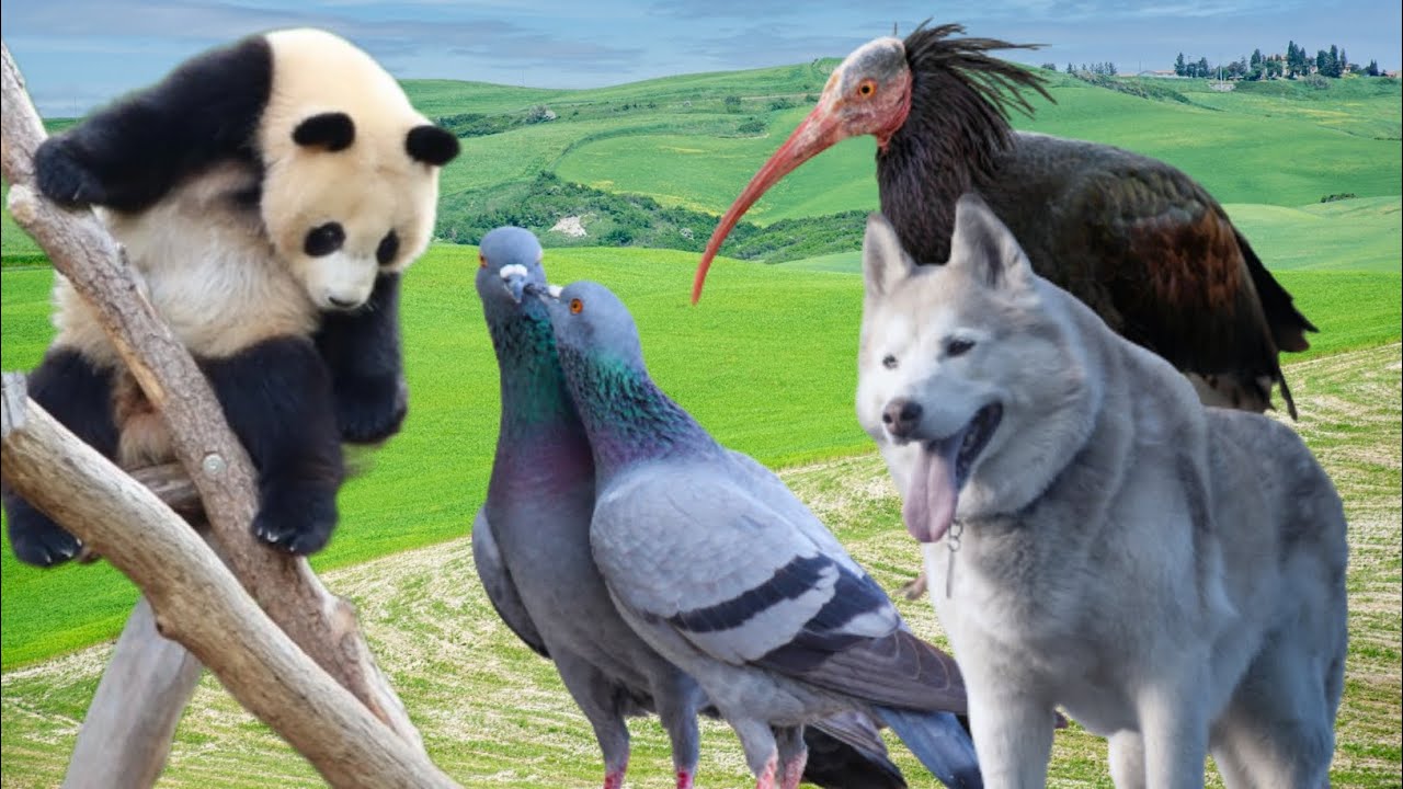Suara hewan : Panda, Serigala, Burung dara, Burung ibis - YouTube