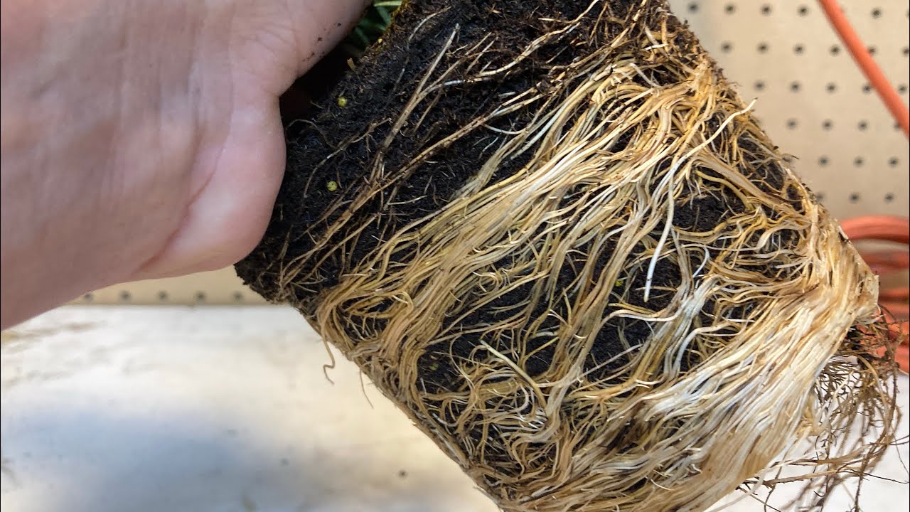 Root Bound Plants #gardening #seedstarting #planting #rootbound - YouTube