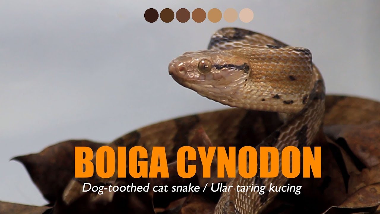 Ular Taring Kucing | Boiga cynodon | Dog-toothed Cat Snake - YouTube