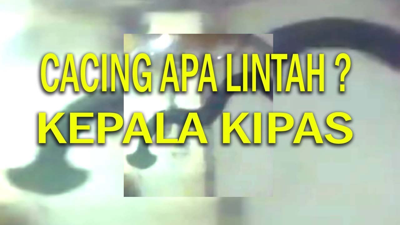 Cacing kepala martil atau kipas, aneh kan - YouTube