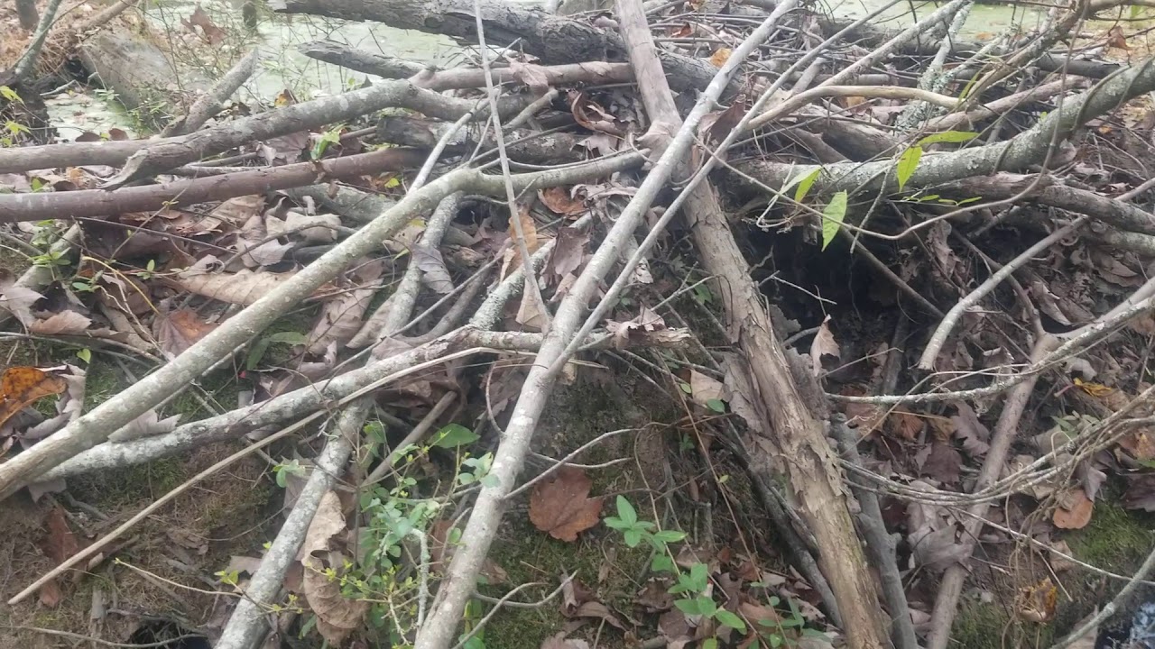 Whats Inside of a beaver hut - YouTube