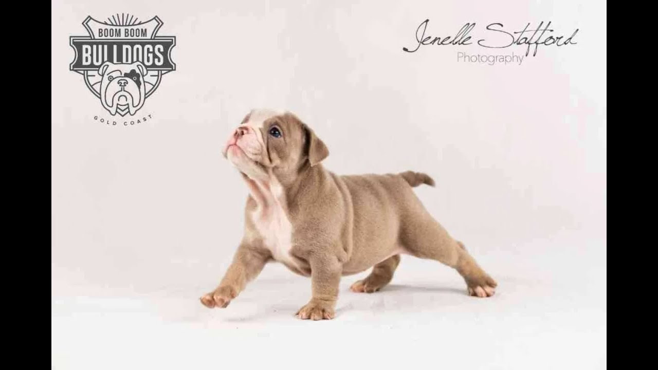 Princess Leia - Star Wars litter - Boom Boom Bulldogs 2025 - YouTube